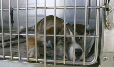 A woman who turned a dingy, death row animal shelter into a loving ...
