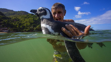 A little penguin who traveled 5,000 miles each year to visit his rescuer.